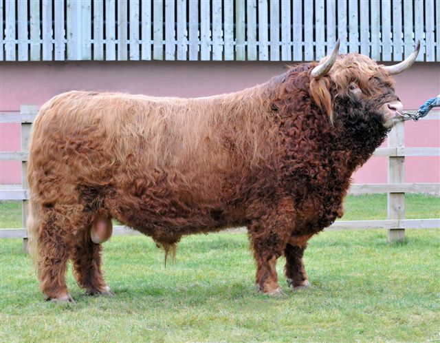 Orison of Culfocih – Heritage Breed Genetics, LLC